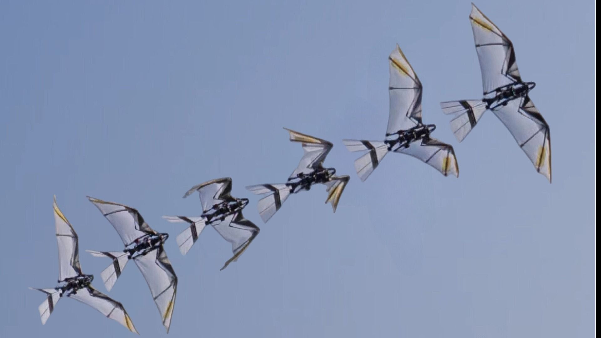 Robo-bird masters natural takeoff and flight - Ajla Karajko